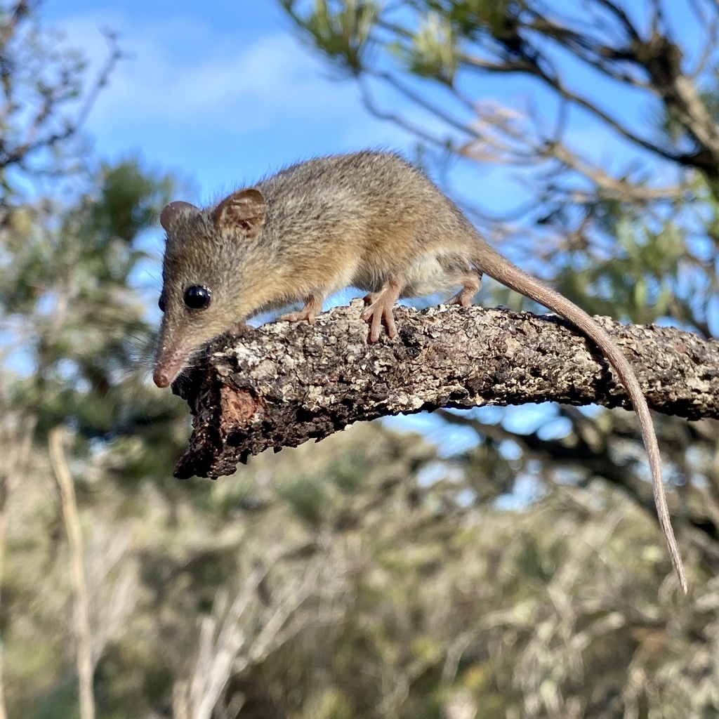 Honey Possum (Tarsipes rostratus) - Know Your Mammals