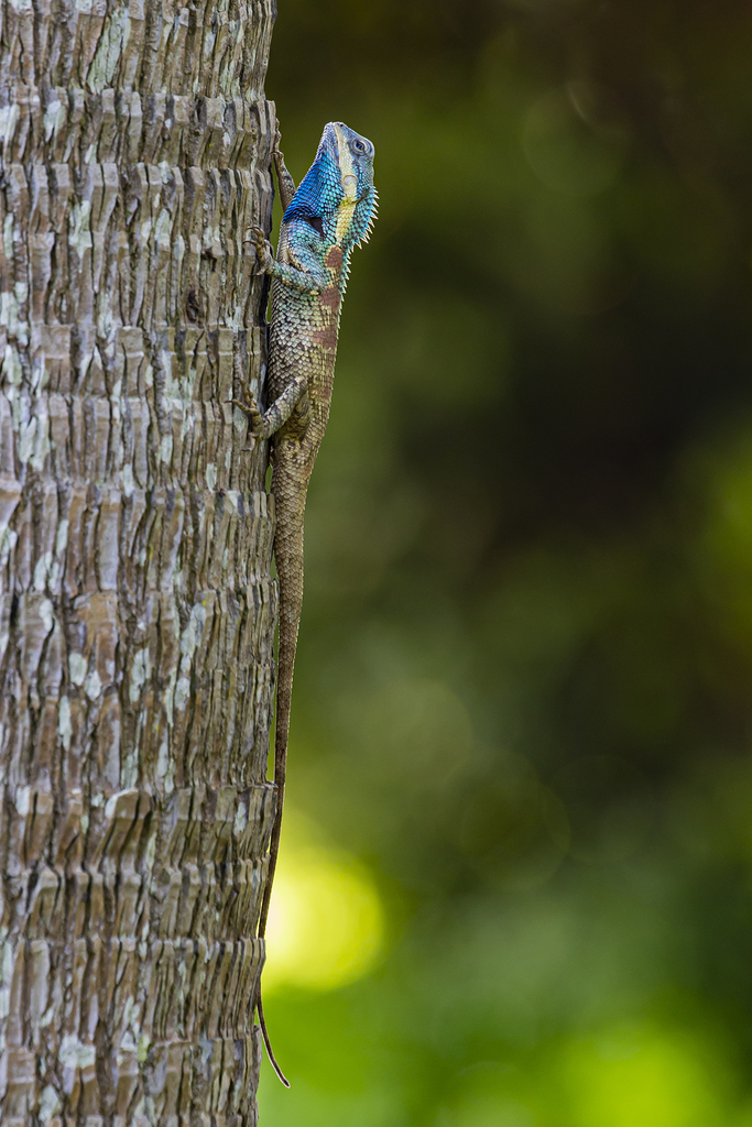 Myanmar Blue Crested Lizard from Hong Kong Disneyland Resort, Hong Kong ...