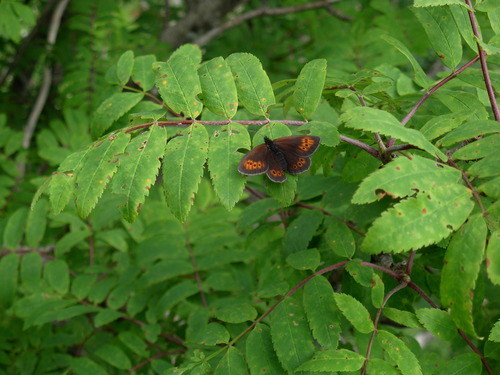 Subspecies Erebia epiphron mackeri · iNaturalist