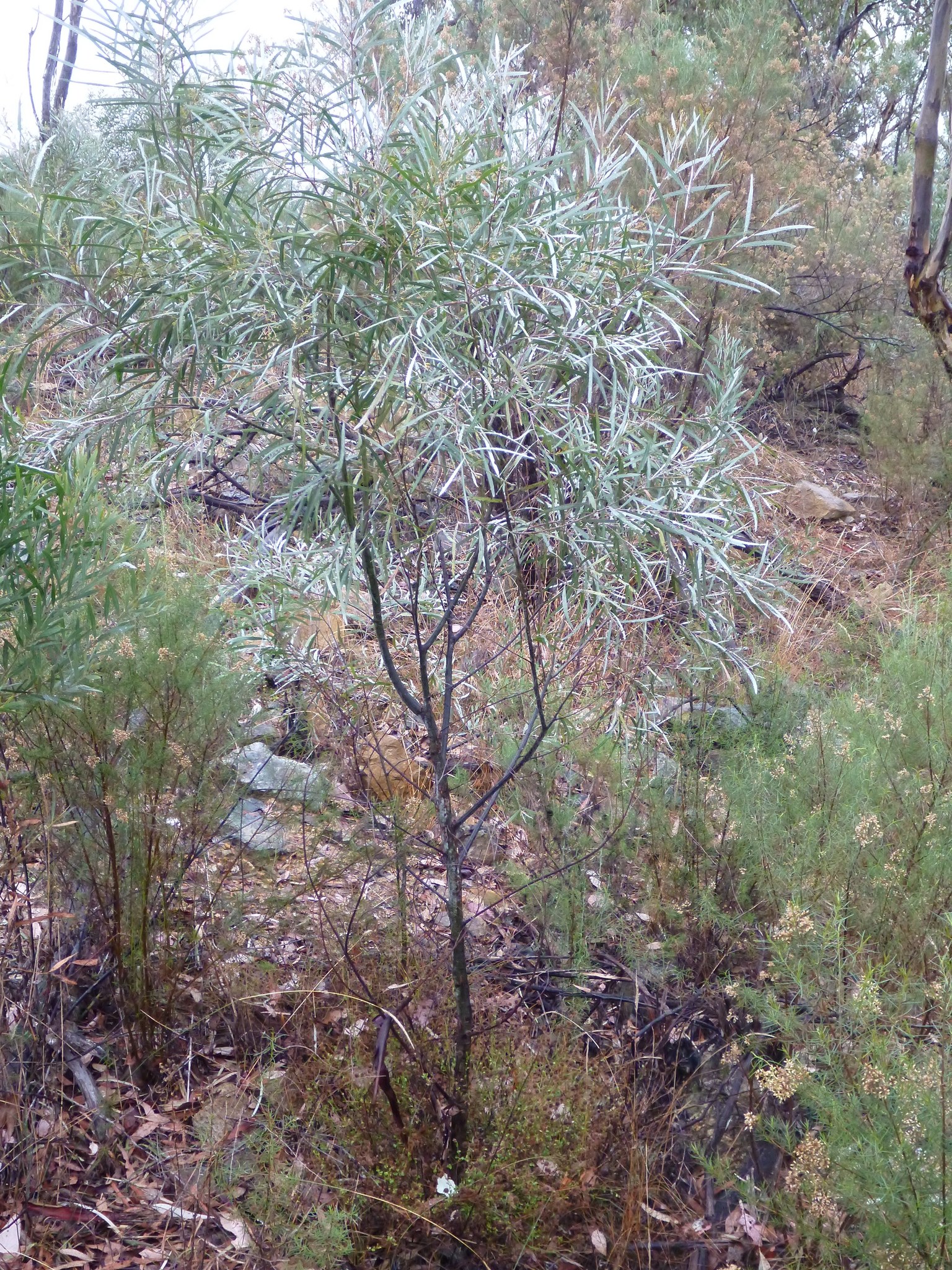 Acacia neriifolia A.Cunn. ex Benth.