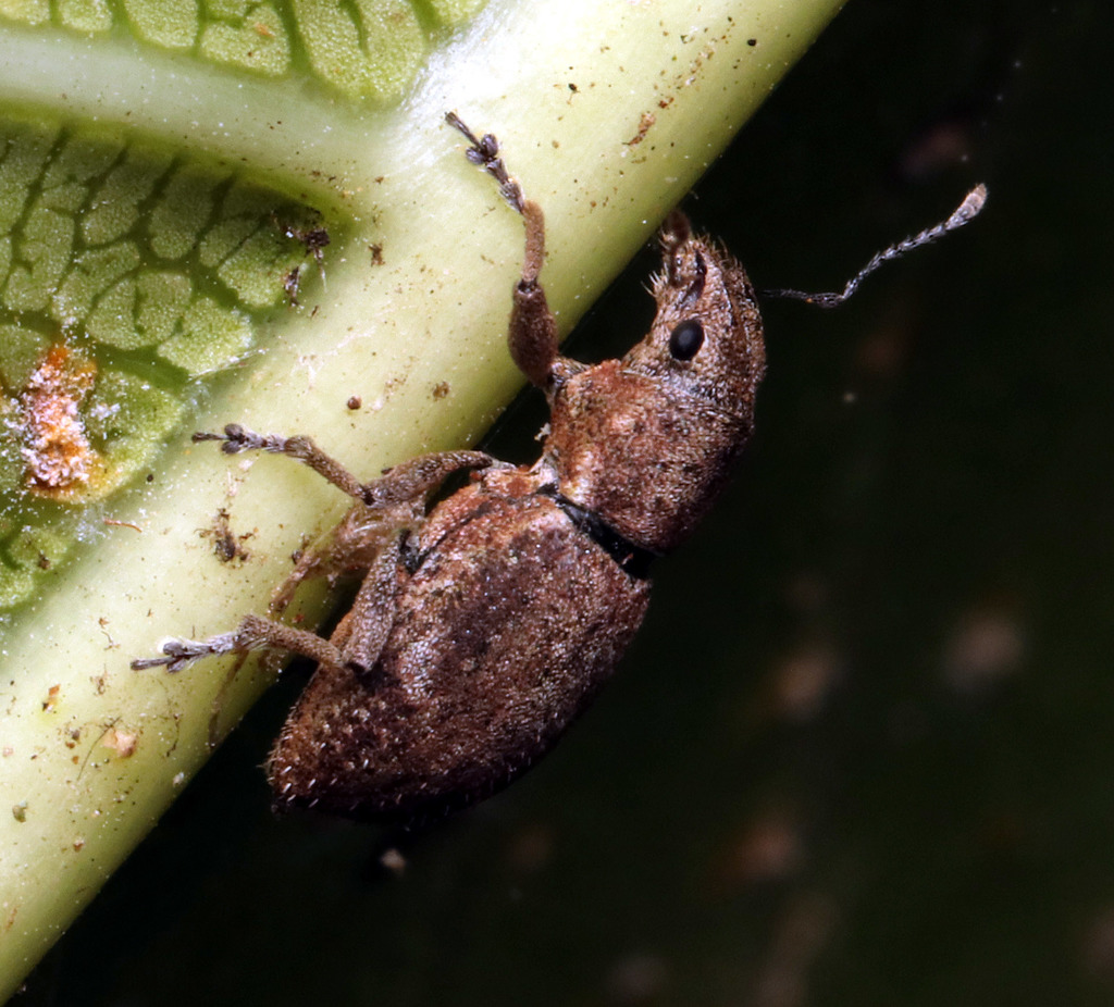 Fuller's rose weevil on May 25, 2021 at 09:52 PM by juliegraham173 ...