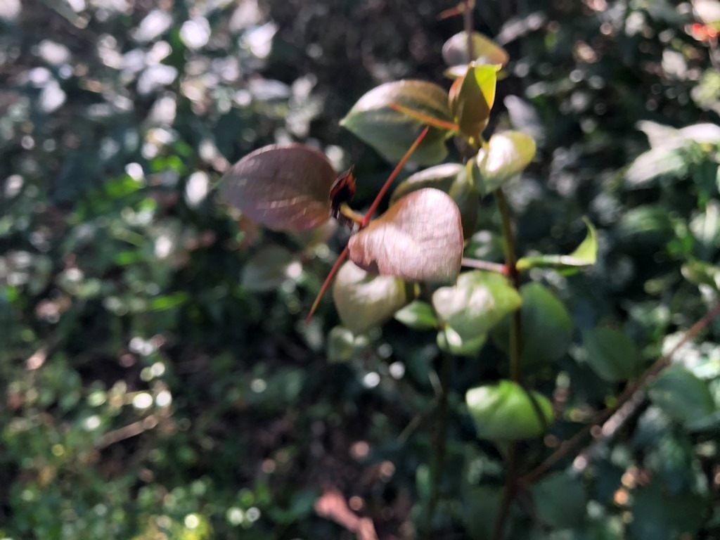 conkerberry from Linville QLD 4314, Australia on June 12, 2021 at 01:02 ...