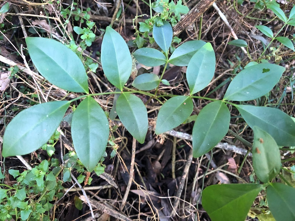 Bower Plant (Pandorea jasminoides) - Botanical Realm