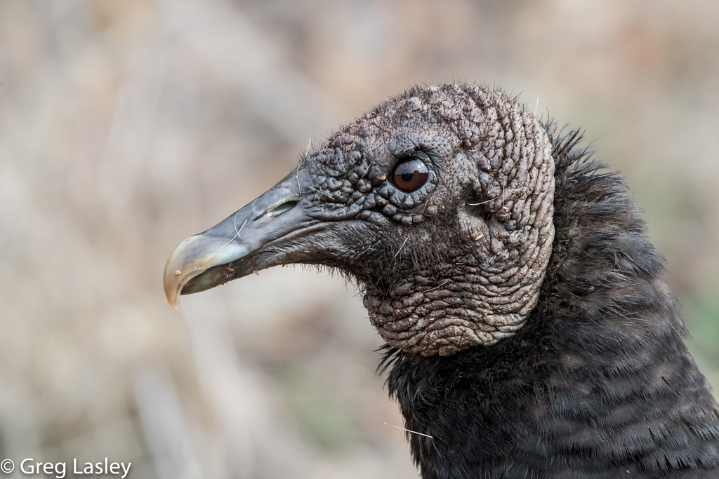 Black Vulture from Hays County, TX, USA on February 17, 2018 at 10:23 ...