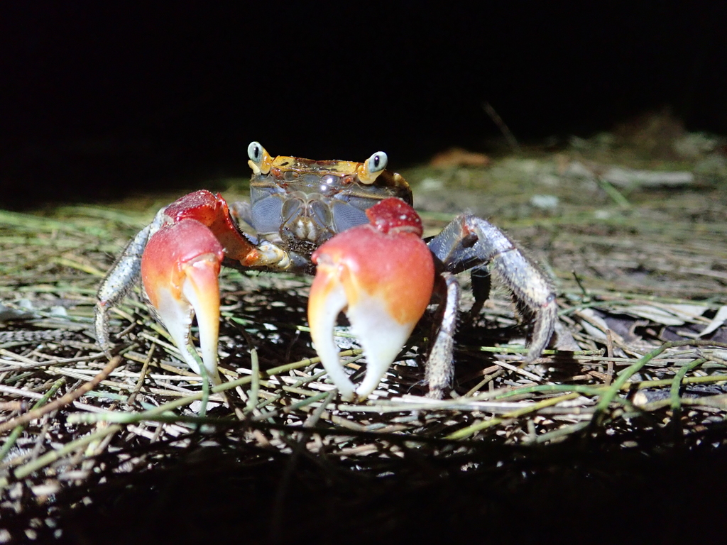 Red-clawed crab from 台灣新竹縣 on July 19, 2019 at 07:06 PM by sdyaung ...