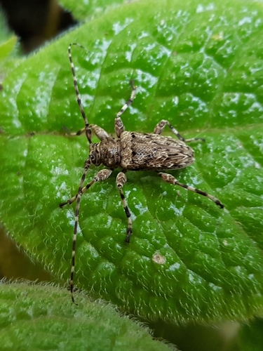 Oreodera inscripta · iNaturalist