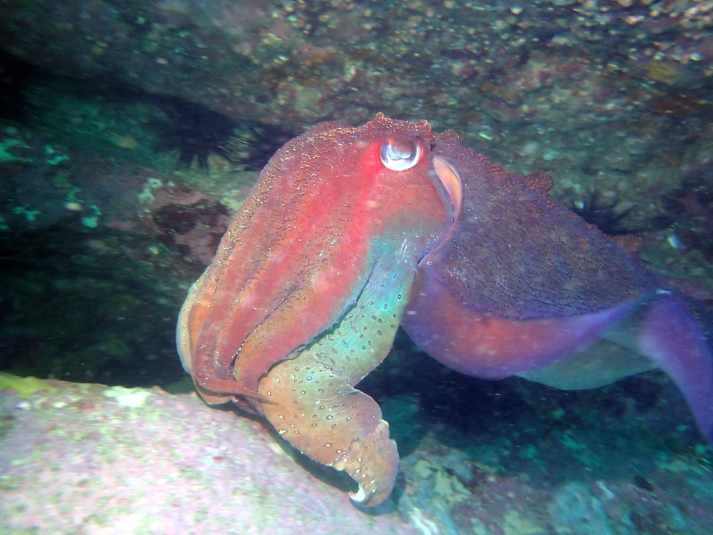 Australian Giant Cuttlefish from Cronulla NSW 2230, Australia on June 5 ...