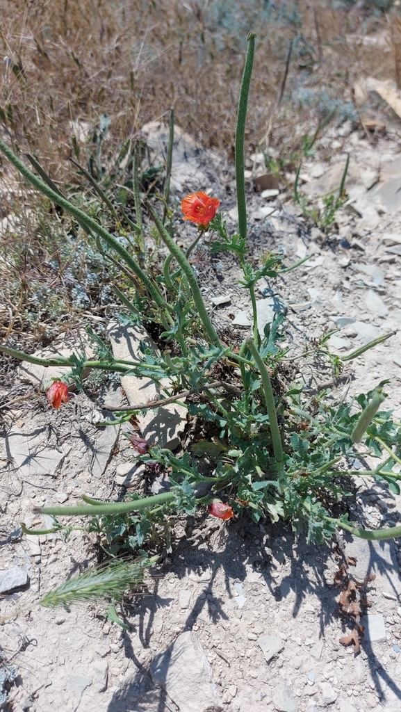 Red Horned Poppy from Краснодарский край, Россия, 353454 on June 12 ...