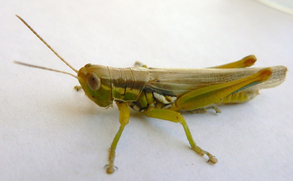 Bermius from Arumbera NT 0873, Australia on February 14, 2009 at 03:24 ...