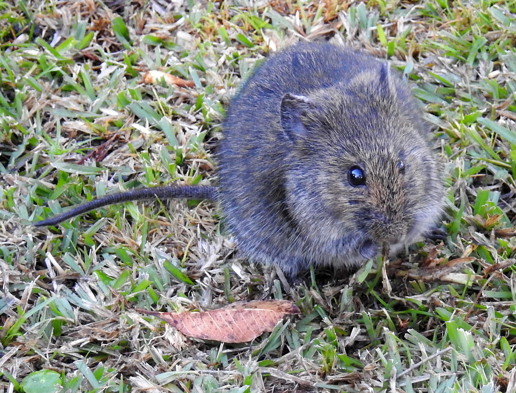 Southern Vlei Rat from Garden Route Botanical Garden on June 12, 2021 ...