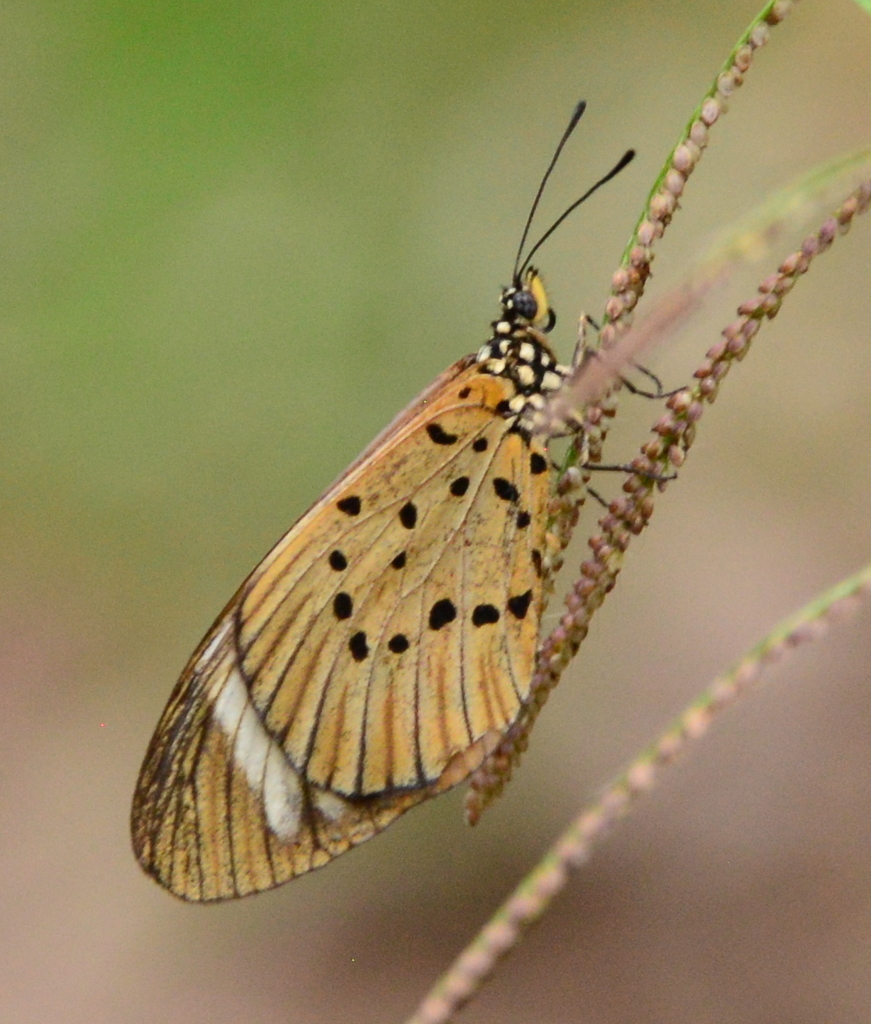 Whitebar Acraea (Lepidoptera of Botswana) · BioDiversity4All