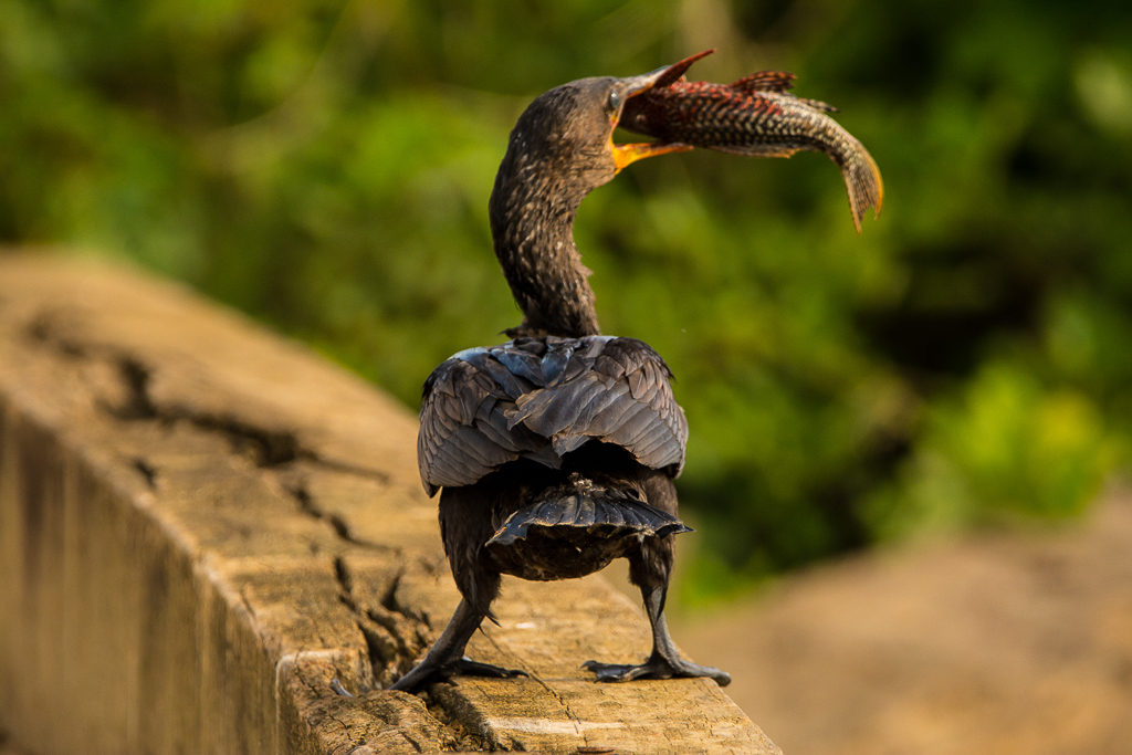 Biguá (Naturaleza en el Refugio del Agua-Mallín de Barrio Norte-VLA ...