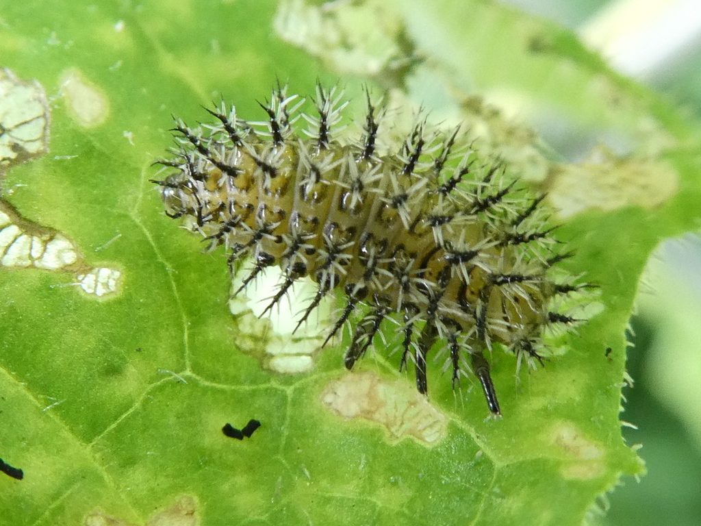 Bryony Ladybird (Conspicuous Ladybirds of Britain) · iNaturalist