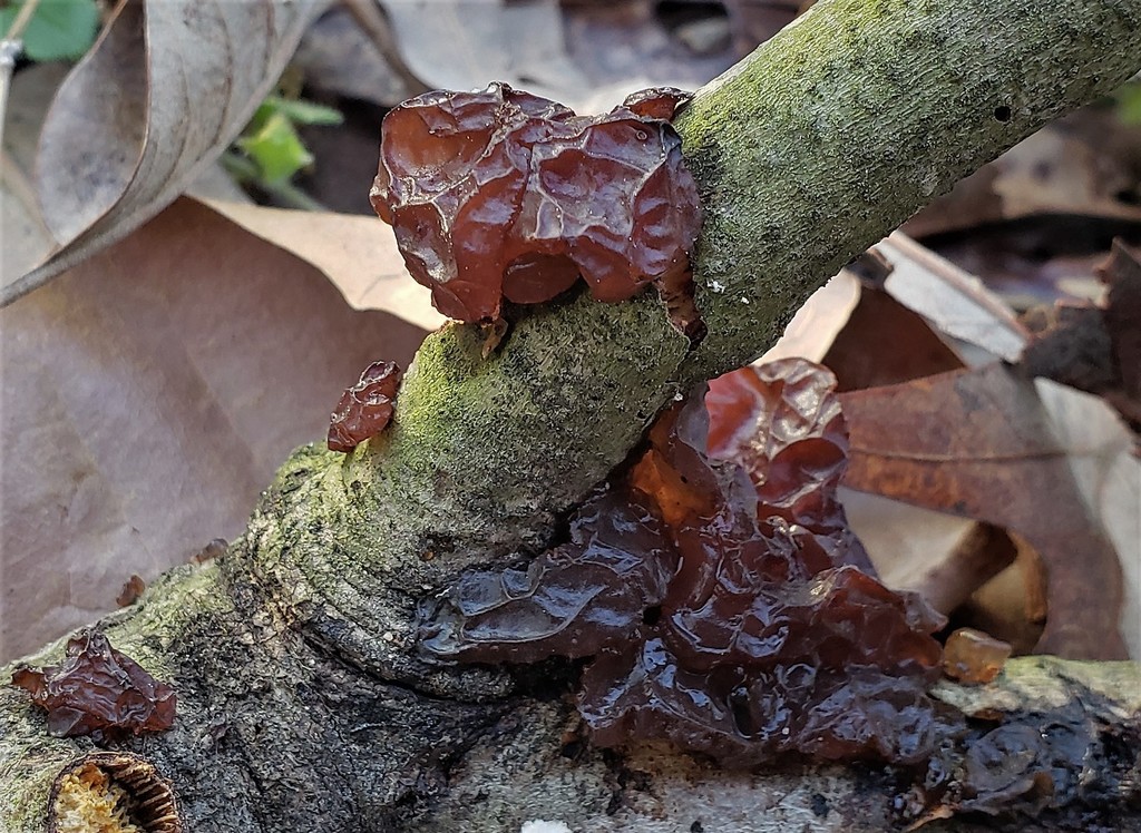 American Amber Jelly Fungus from Anne Arundel County, MD, USA on April ...