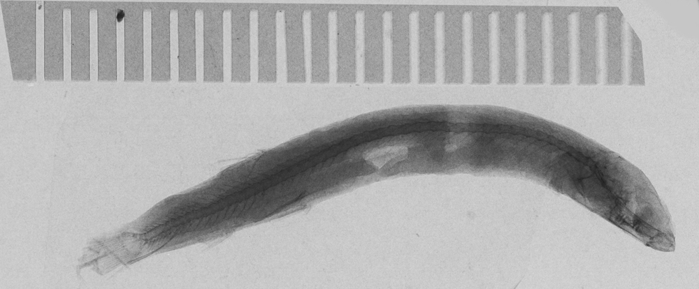 (Microstoma microstoma) - Marine Life Identification
