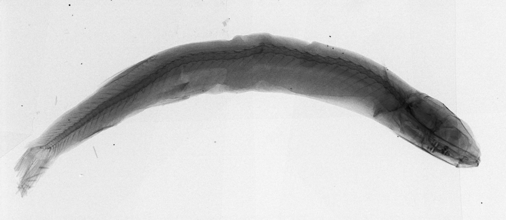 (Microstoma microstoma) - Marine Life Identification