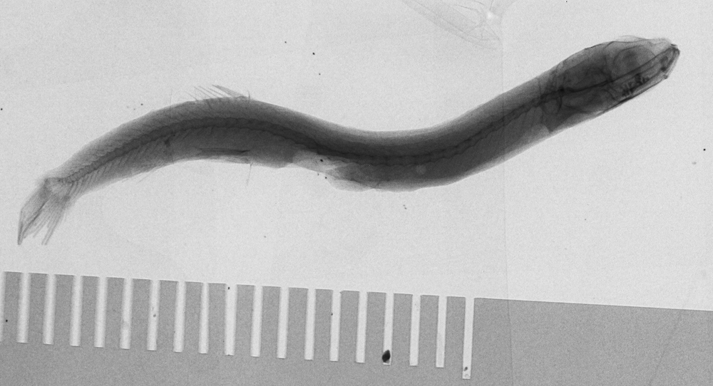 (Microstoma microstoma) - Marine Life Identification