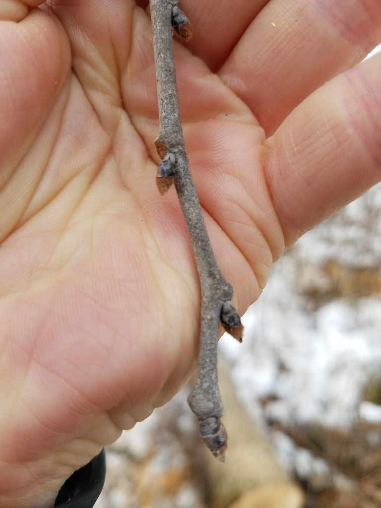 slippery elm from N Branch Trail, Chicago, IL 60646, USA on February 17 ...