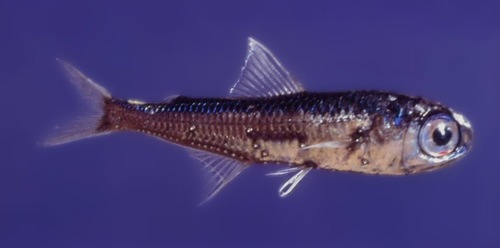 Spotted Lanternfish (Myctophum punctatum) · iNaturalist