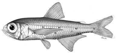 Linternilla negra (Hygophum hygomii)