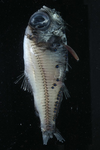 Chispa (Electrona risso)