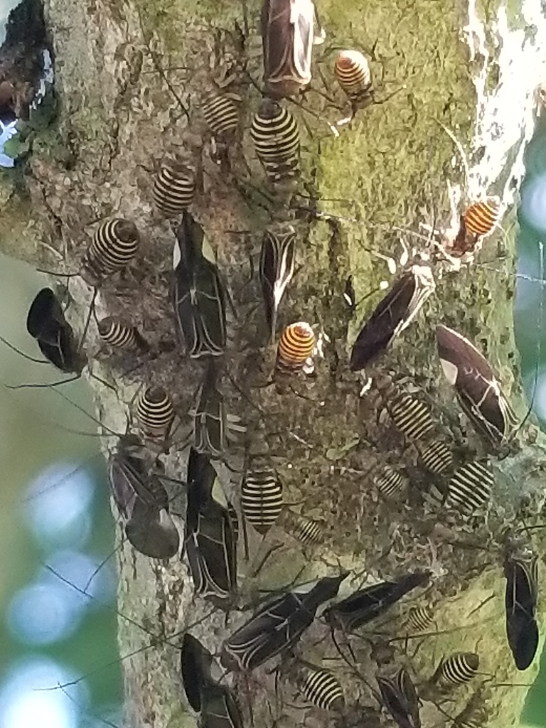 Tree Cattle from Alvin, TX, USA on June 9, 2021 at 06:28 PM by ...