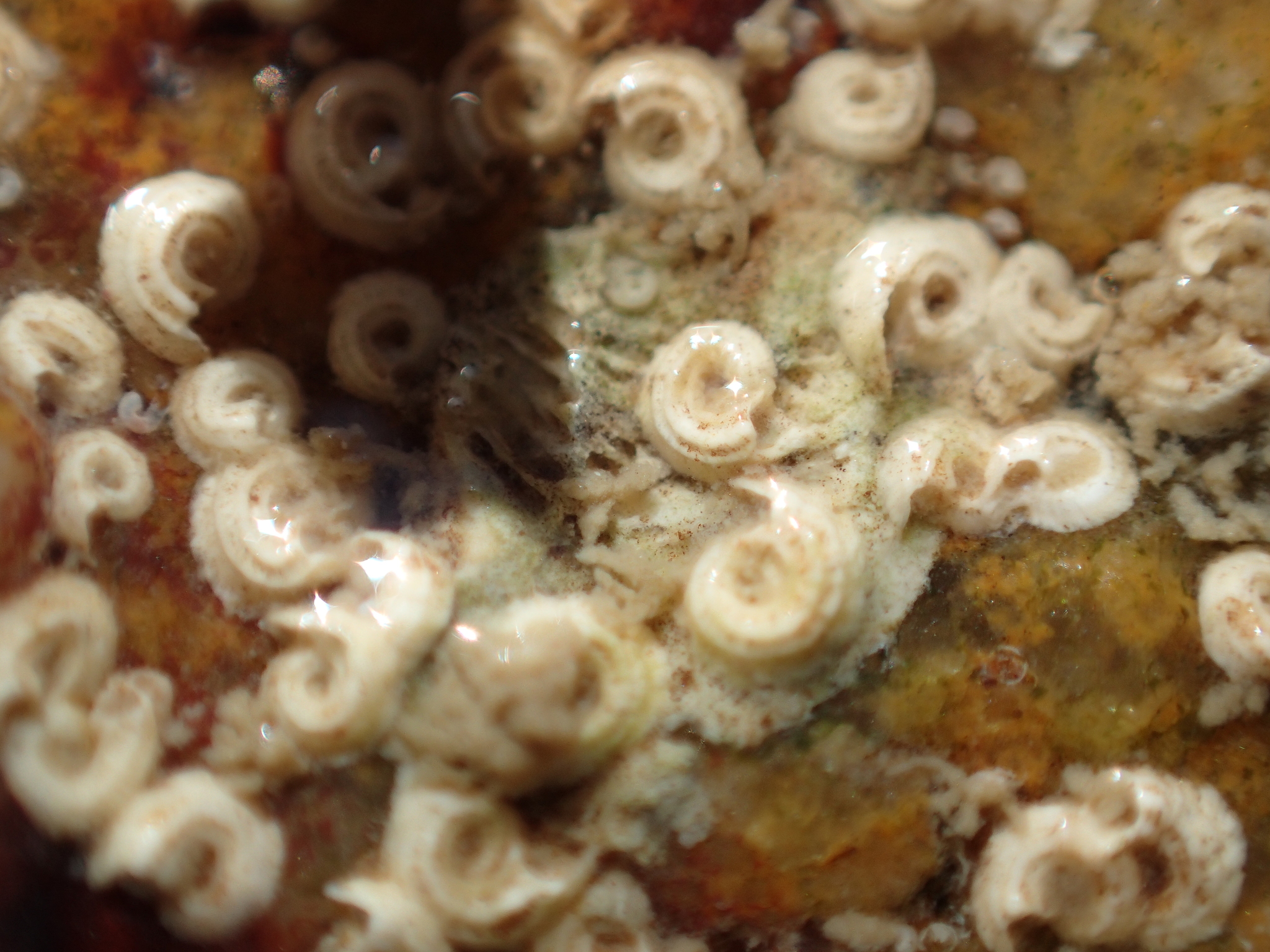 Janua heterostropha (Montagu, 1803)