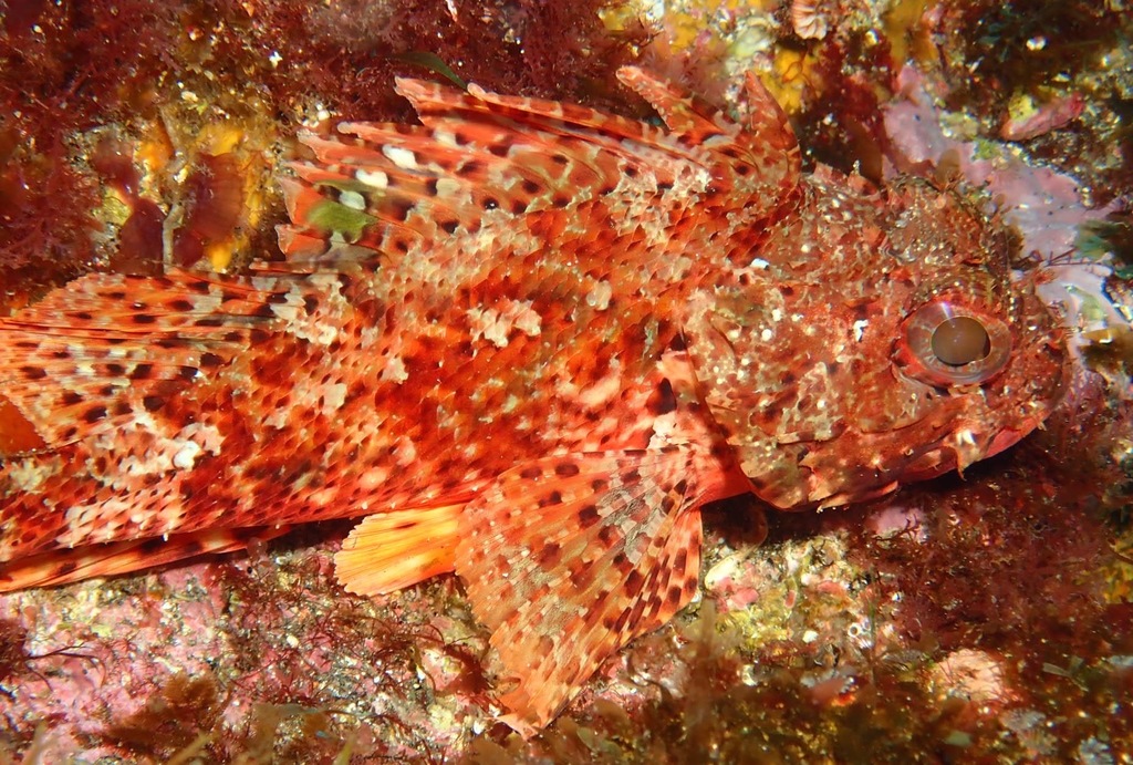 Small Red Scorpionfish (Scorpaena notata) - Marine Life Identification