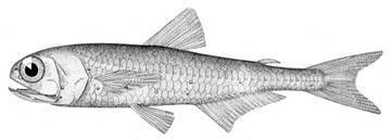 Largescale Lanternfish (Symbolophorus veranyi) - Marine Life Identification