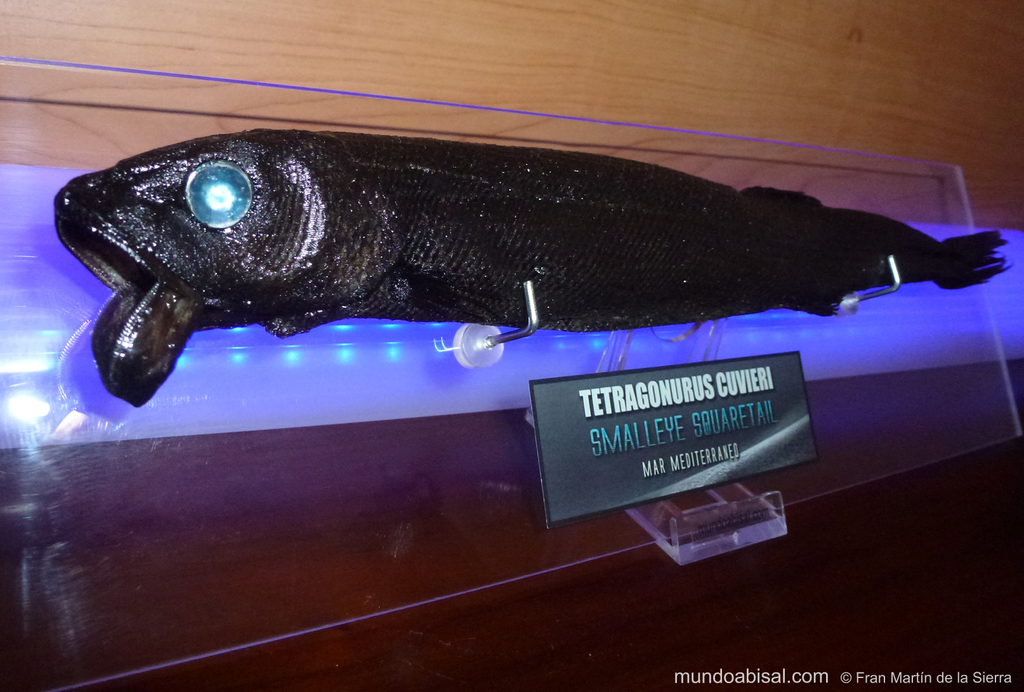 Squaretails (Tetragonuridae) - Marine Life Identification