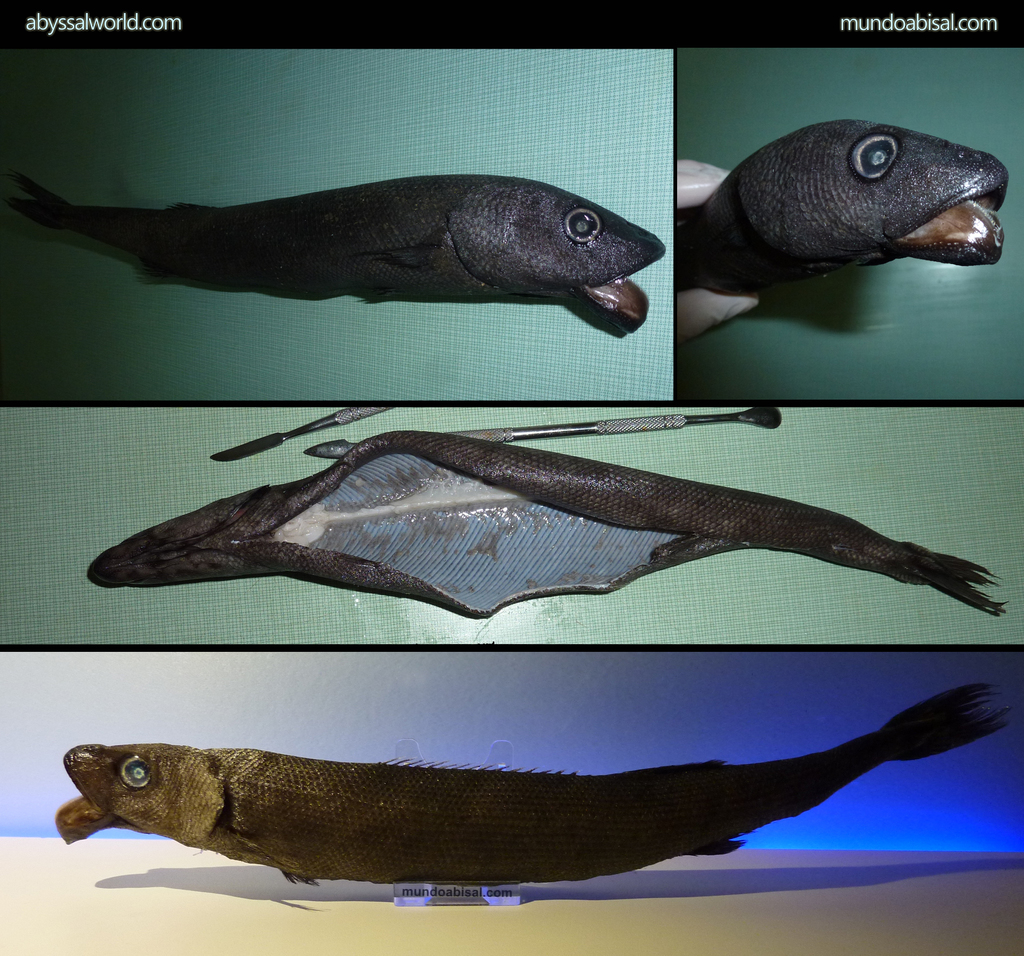 Smalleye Squaretail (Tetragonurus cuvieri) - Marine Life Identification