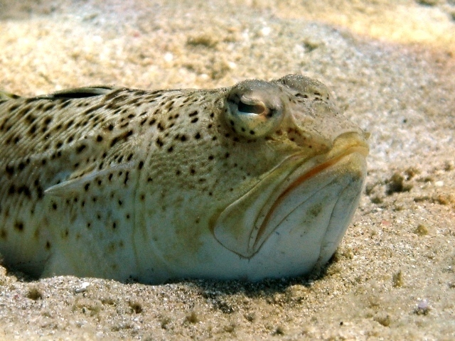 Trachinus radiatus (Peces del Mediterráneo) · iNaturalist