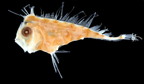 ปลาพญานาคแคระ ฯลฯ (Zu)