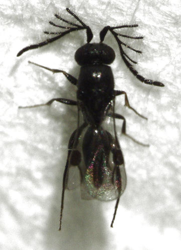 Genus Dendrocerus · iNaturalist