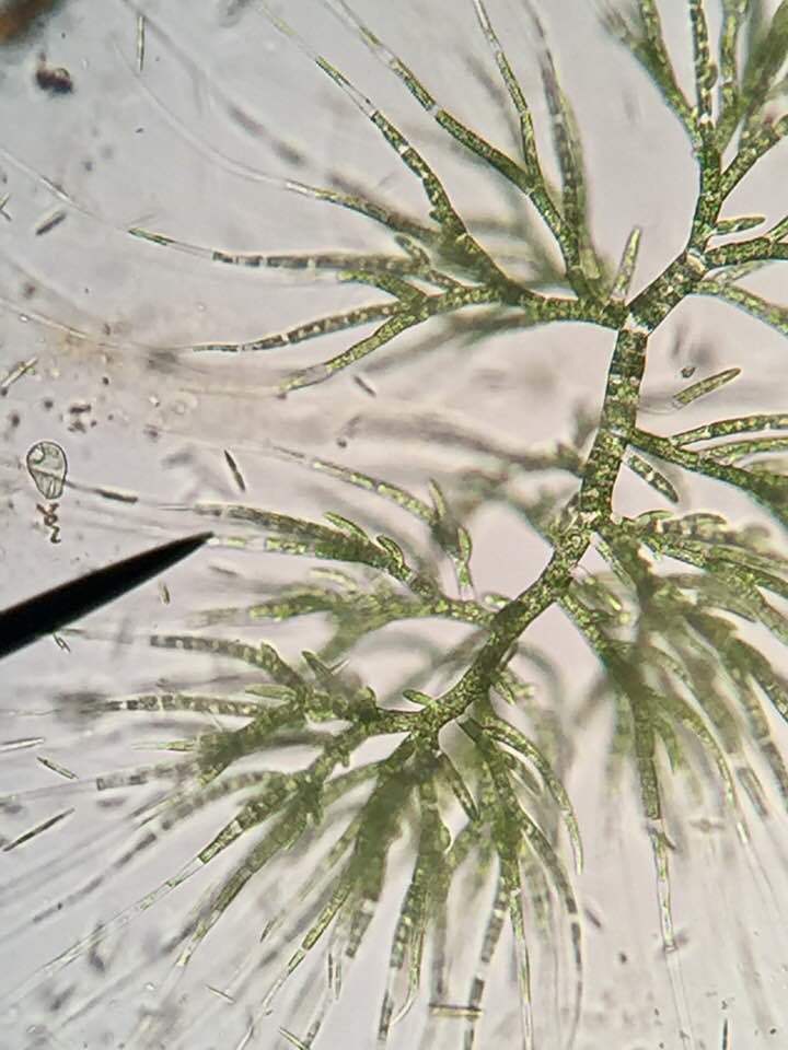 Frog-spawn Algae (Batrachospermum) - Botanical Realm