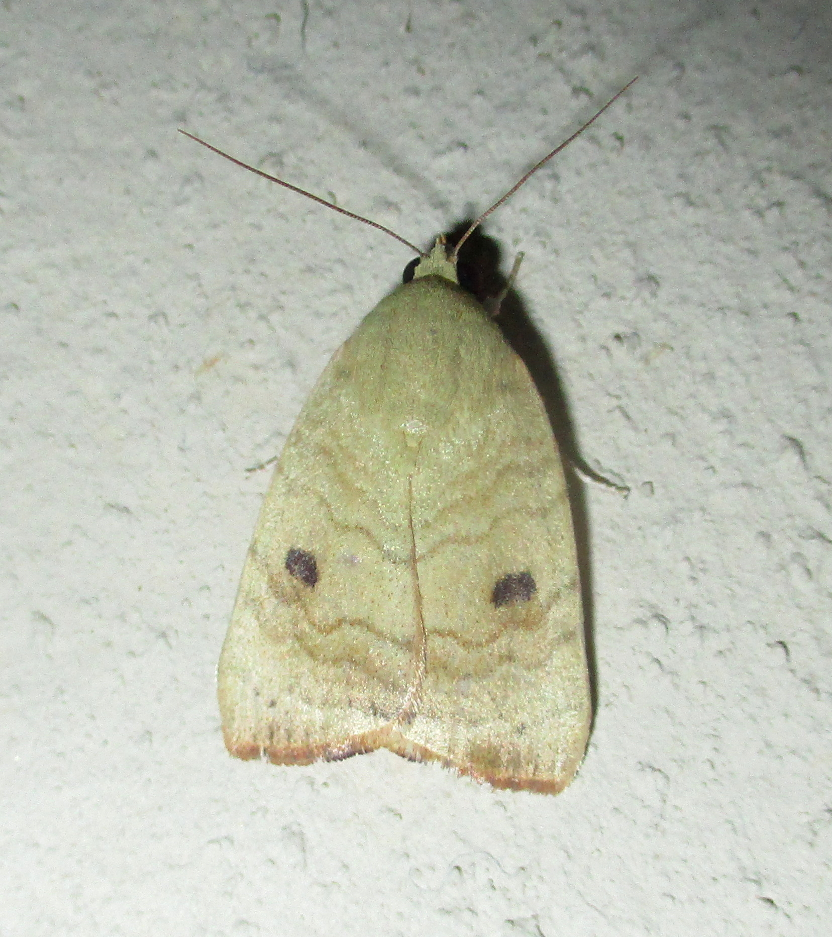 Xanthodes albago (Fabricius, 1794)