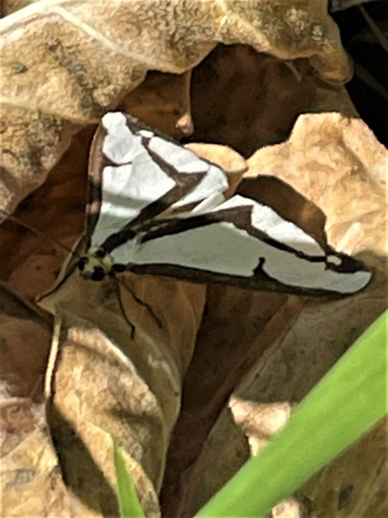 Leconte's Haploa Moth from Olathe, KS, USA on June 12, 2021 at 11:18 AM ...