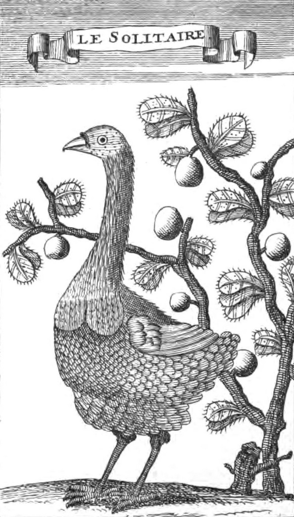 Rodrigues Solitaire (Pezophaps solitaria) - Avian Discovery