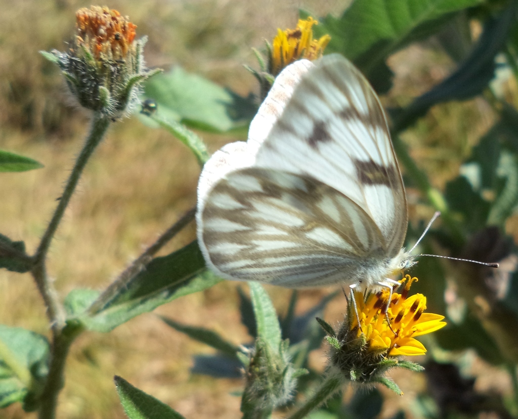 Checkered White (Southern Plains butterfly guide) · iNaturalist