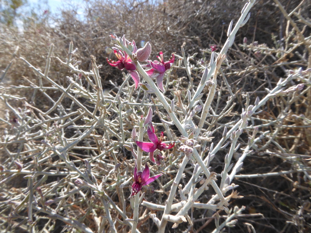 Rhatanies (Krameria) - Botanical Realm