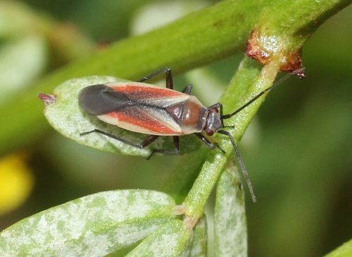 Margined Scarlet Plant Bug (Lopidea marginata) · iNaturalist