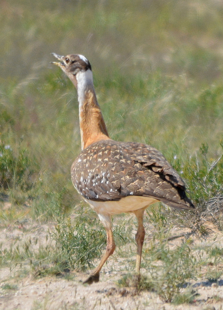 Ludwig's Bustard (Erica) · iNaturalist
