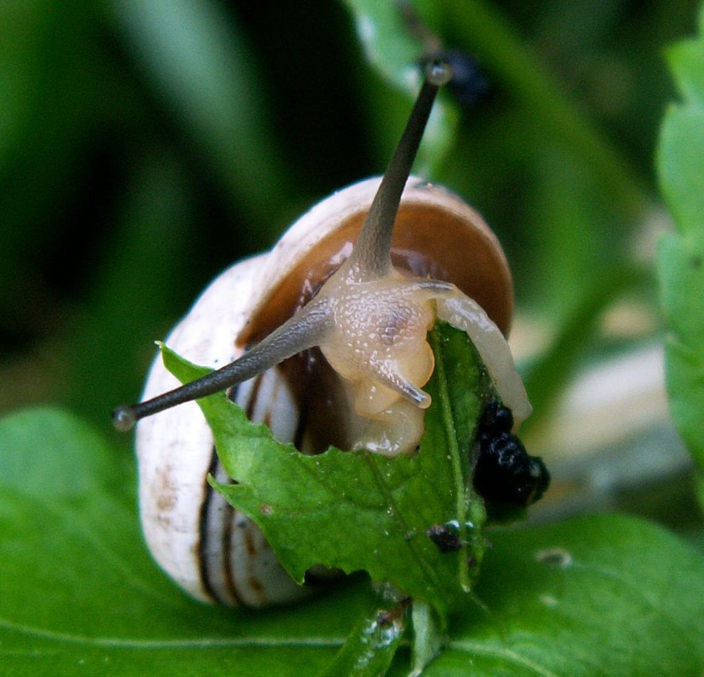 White Italian Snail from Ierapetra on November 13, 2014 by Steve ...