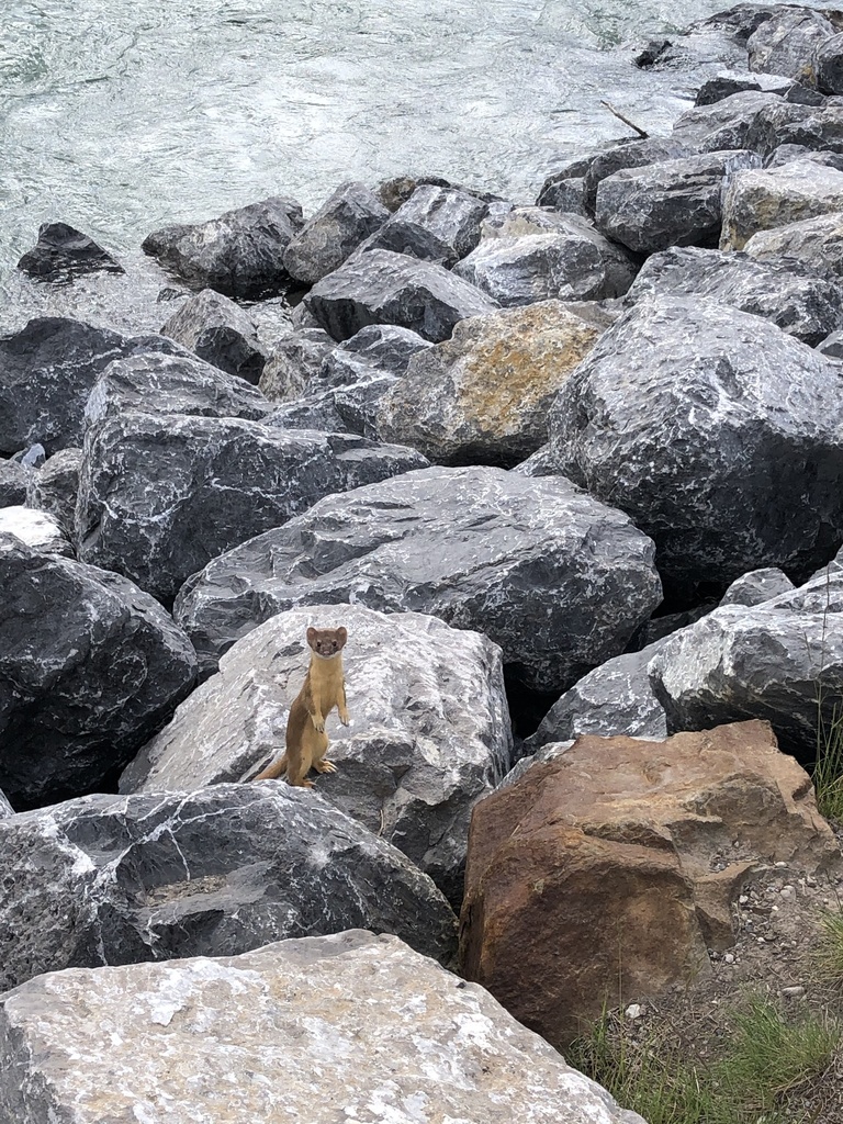 Long-tailed Weasel from Bow River, Canmore, AB, CA on June 12, 2021 at ...