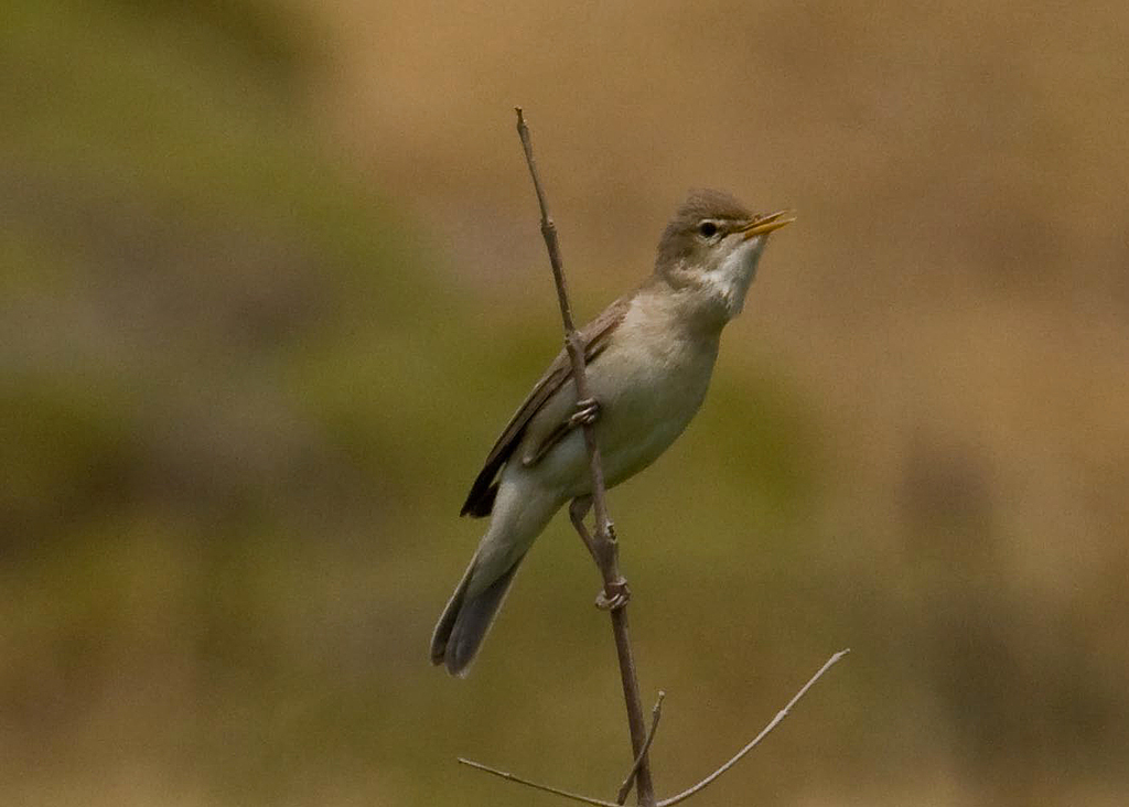 Iduna Warblers (Iduna) - Avian Discovery