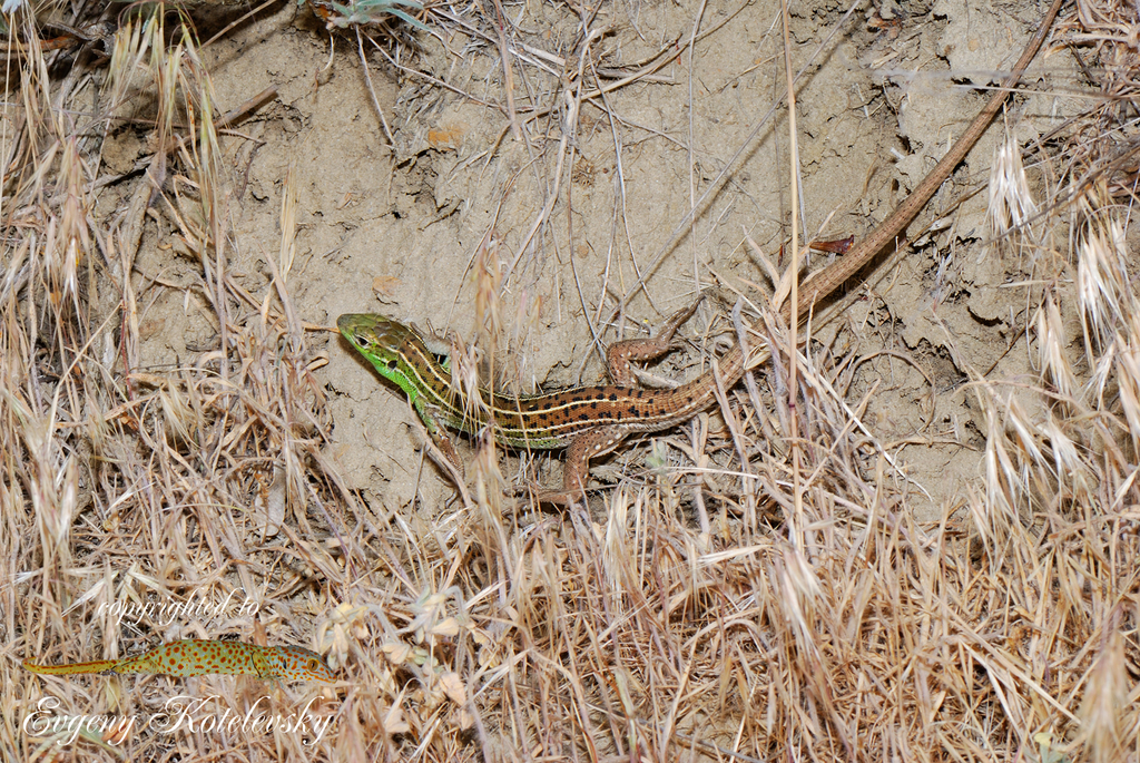 Caspian Green Lizard from Kumtorkalinsky District, Republic of Dagestan ...
