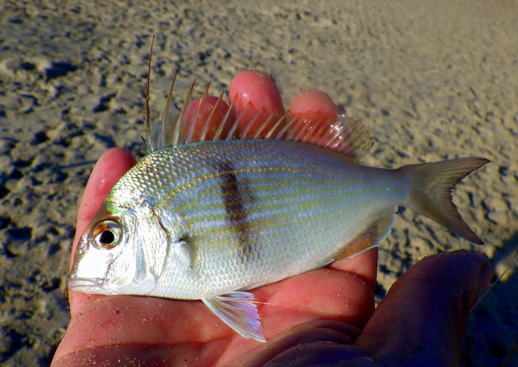 Longspine Porgy (Saltwater Fish of Alabama) · iNaturalist