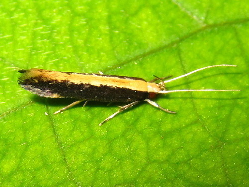 Labdia issikii · iNaturalist Mexico