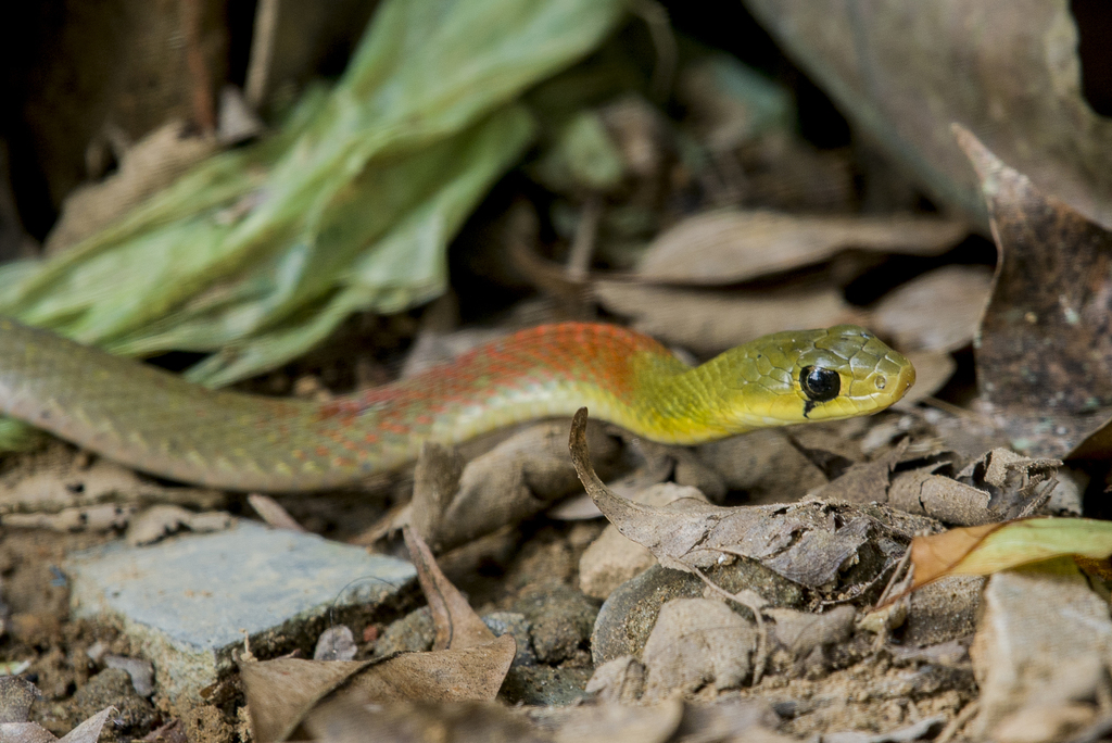Red-necked Keelback (Rhabdophis subminiatus) - Snakes and Lizards