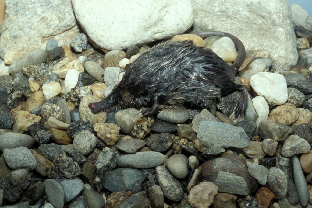 Moles and Desmans (Talpidae) - Know Your Mammals